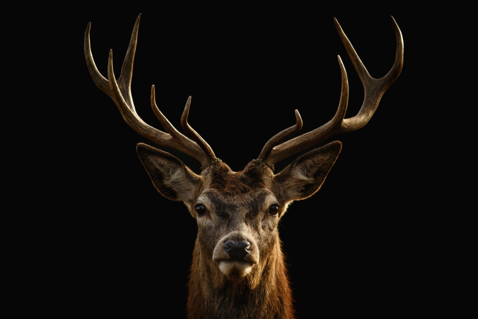 Bild Der stolze Hirsch - Fototapetenwelt.de