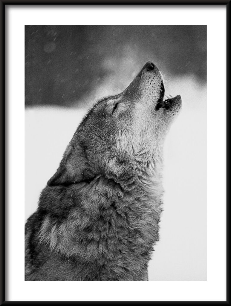 Poster Heulender Wolf - Fototapetenwelt.de