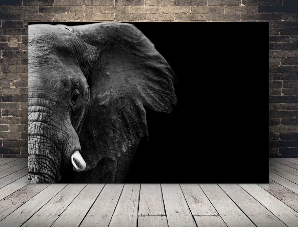 Bild Profil Elefant - Fototapetenwelt.de