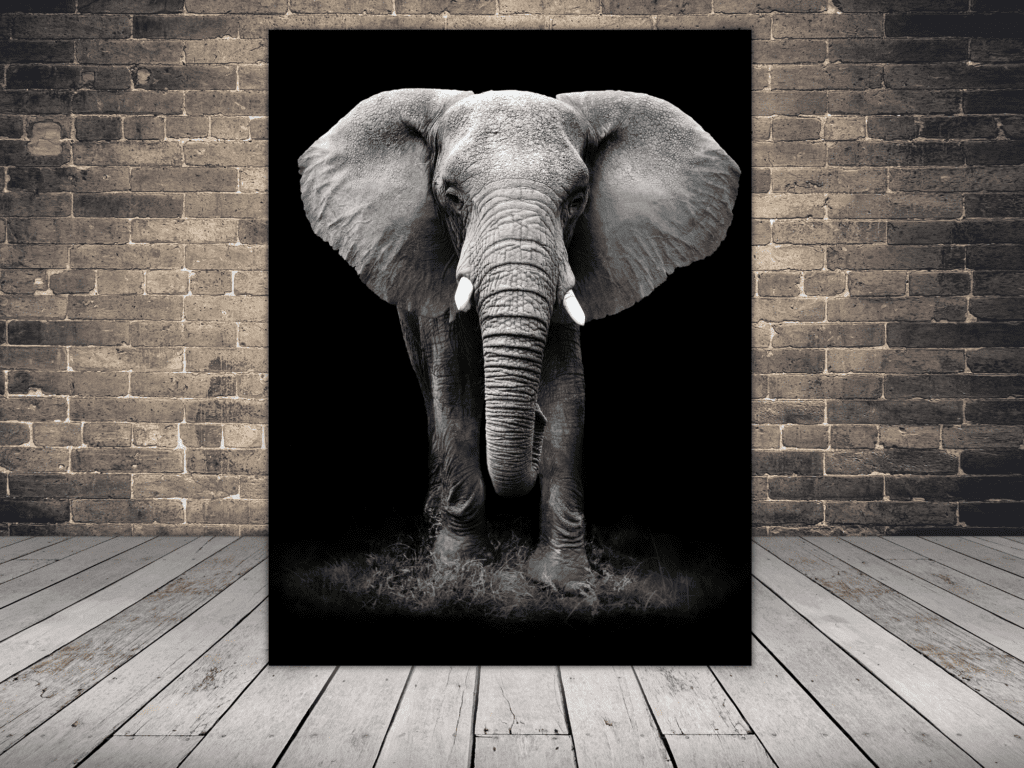 Bild Profil Elefant - Fototapetenwelt.de