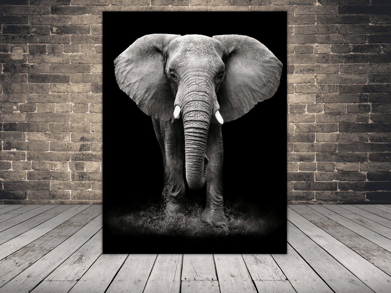 Bild Profil Elefant - Fototapetenwelt.de